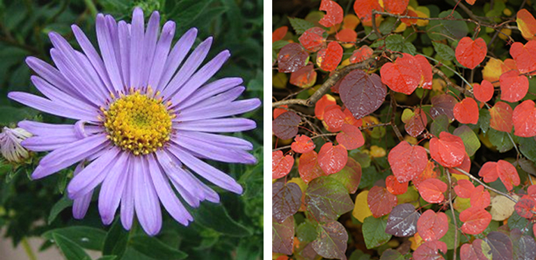 Phoenix Perennials Readies For Fall & Winter With New Programs For ...