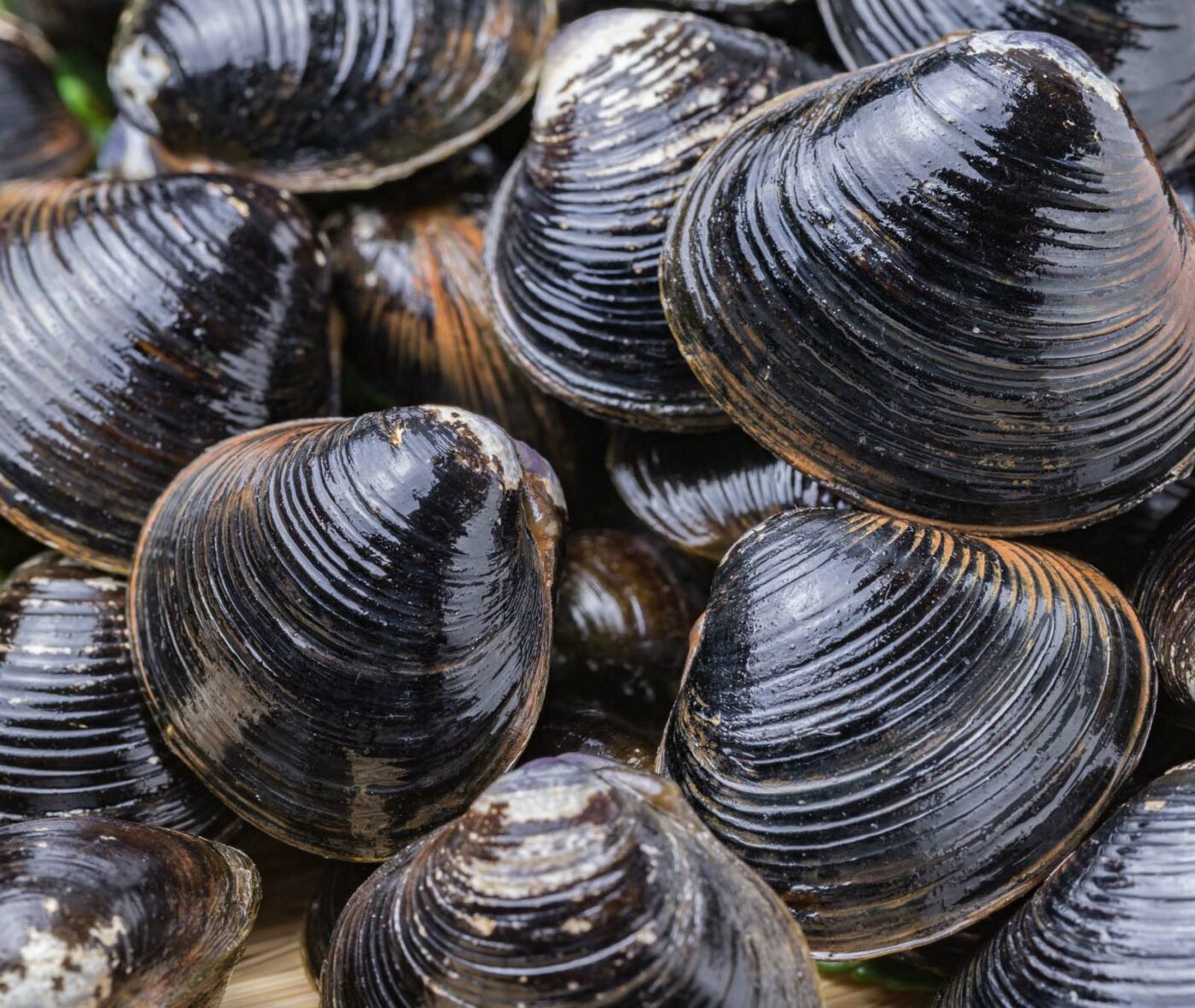 The Incredible Sustainable and Complete Protein Seafood to Seek Out in ...