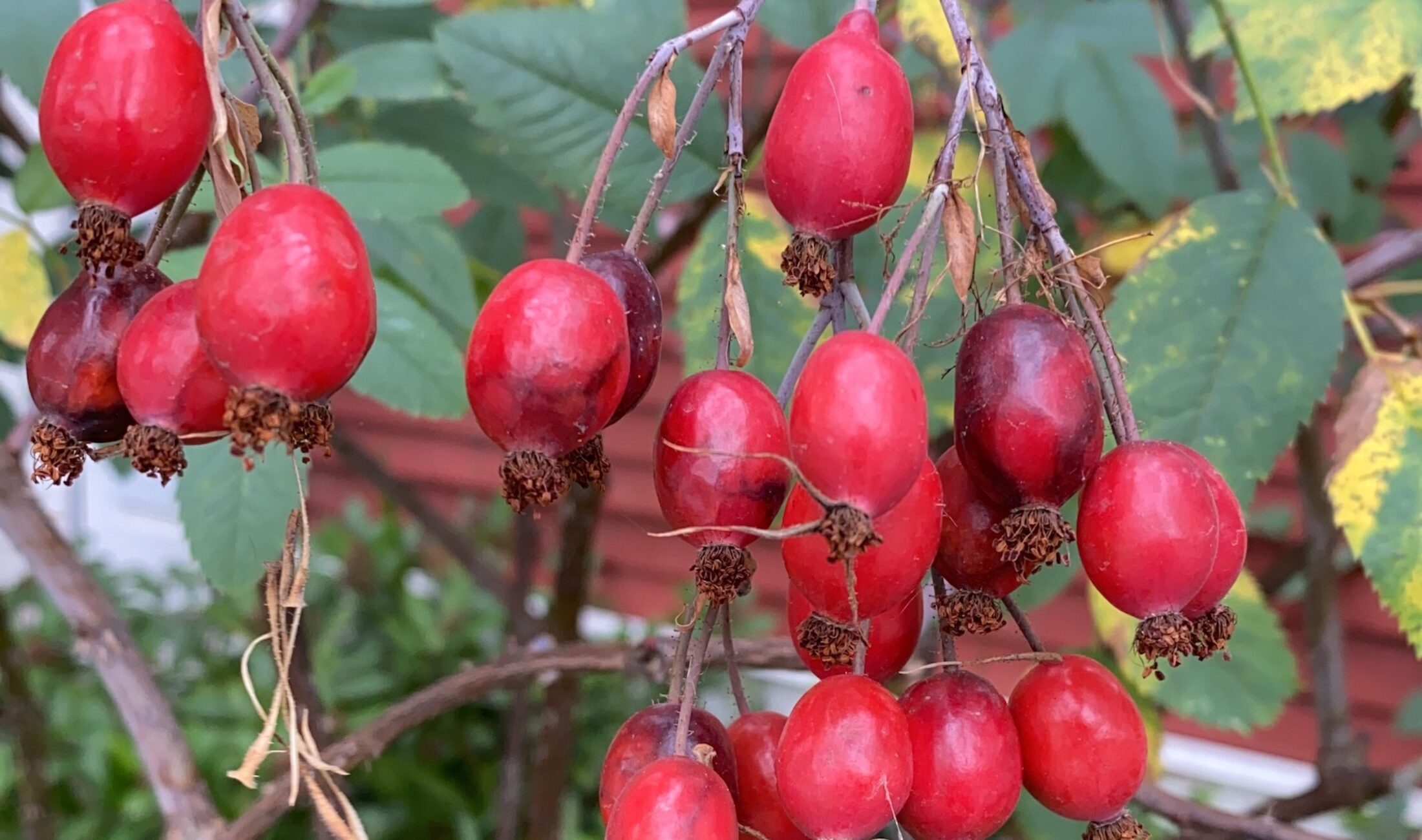Native Plant Workshop – Scout Magazine